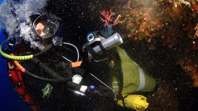 Le corail, tout savoir : biologie, classification, les légendes ...